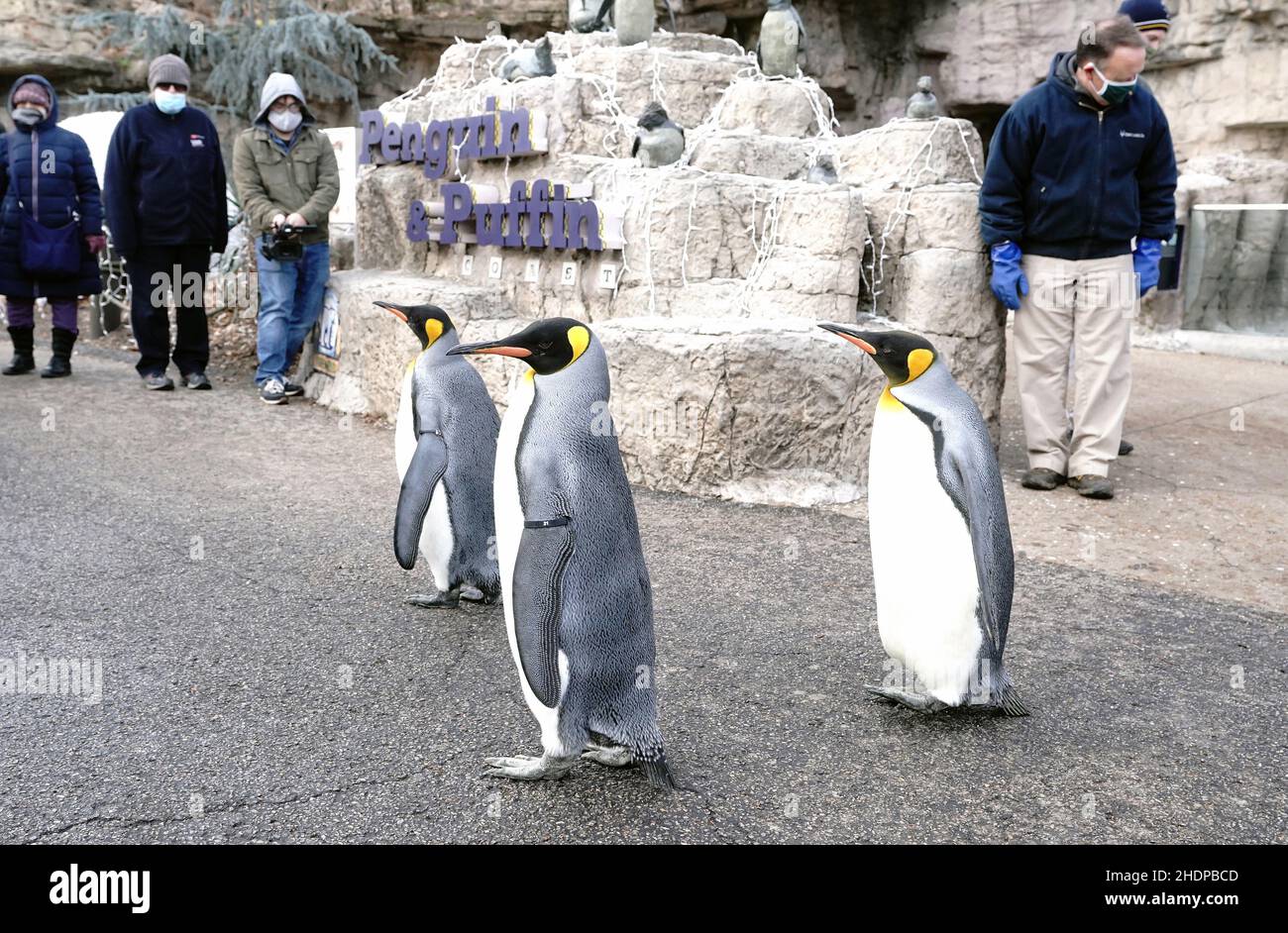 St. Louis, United States. 06th Jan, 2022. Several of the penguins at ...