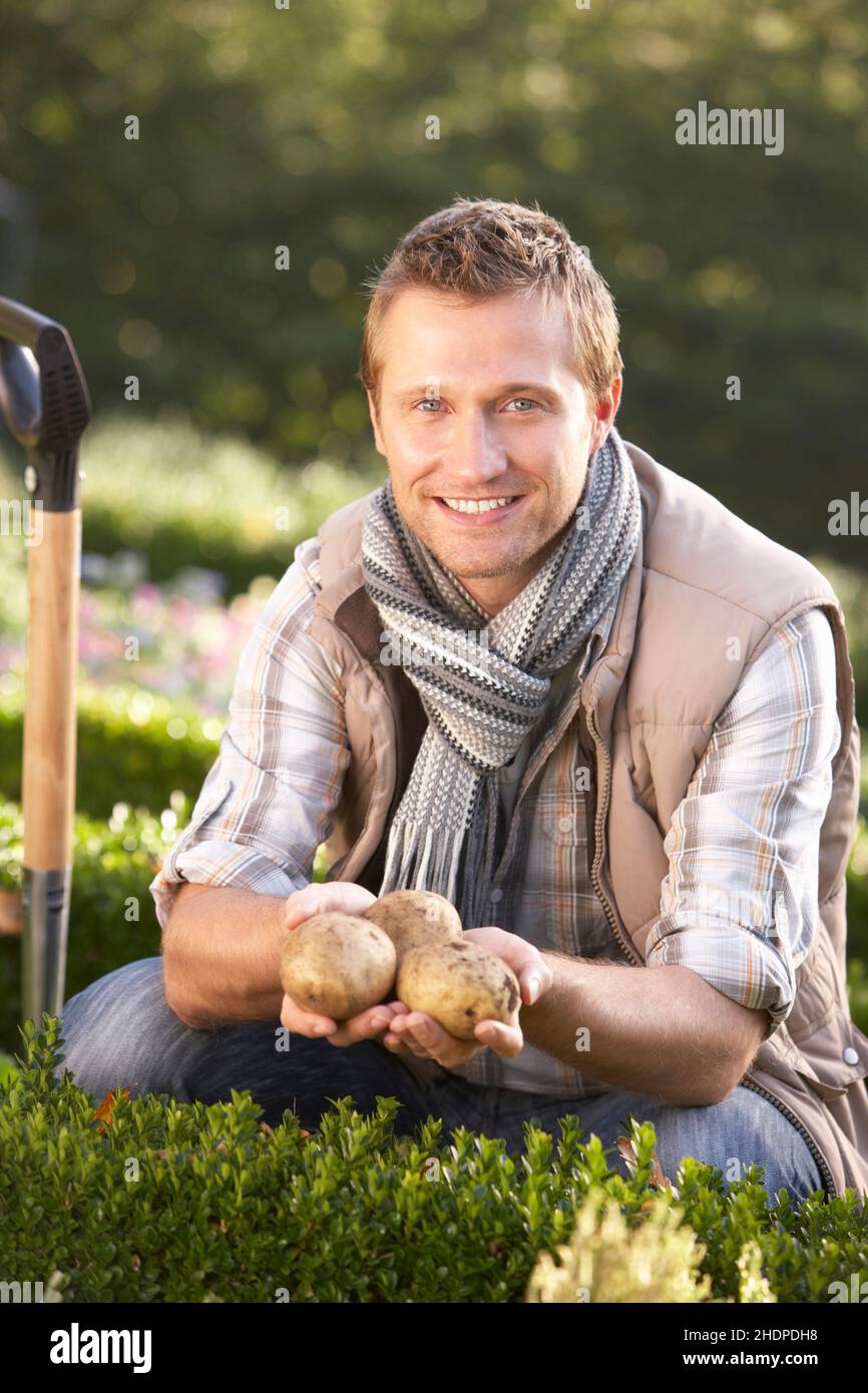 young man, potato harvest, guy, man, men, young, potato harvests Stock ...