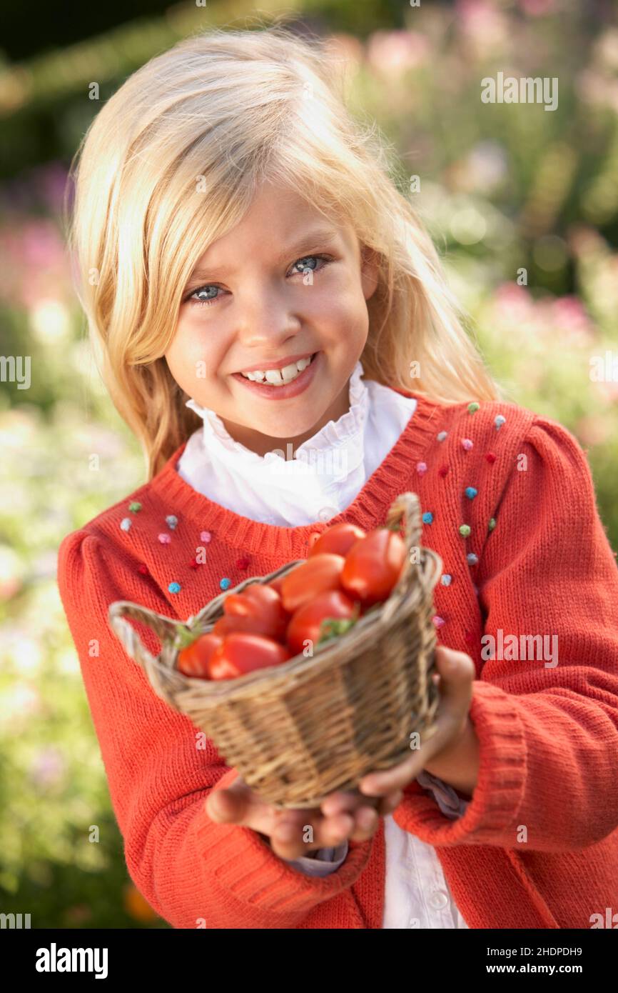 girl, harvesting, tomato harvest, girls, havester, tomato harvests ...