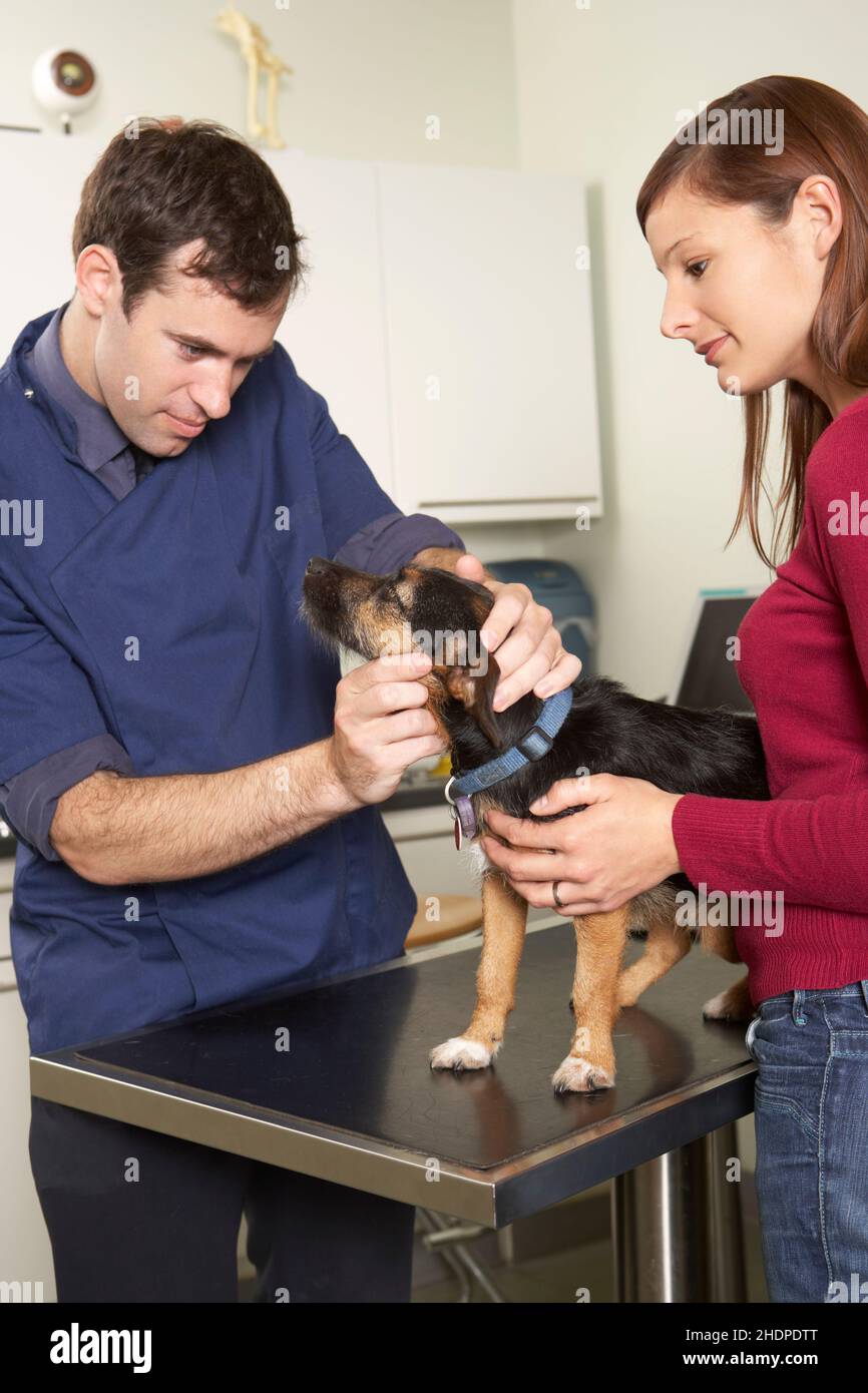 veterinary practice, veterinarian, veterinary practices, veterinarians ...