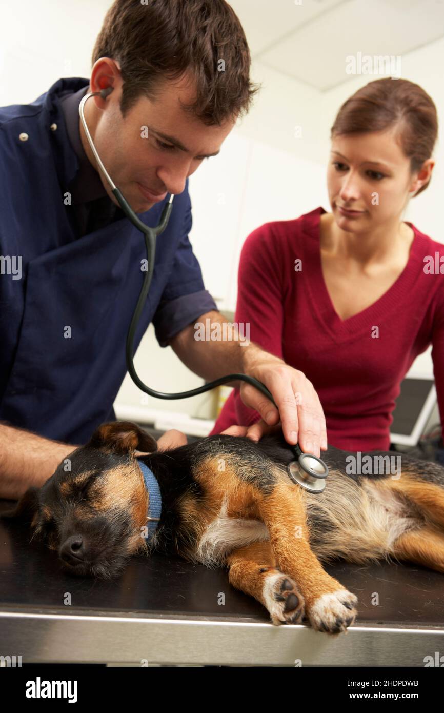 examination, treatment, veterinarian, procedure, treatments ...
