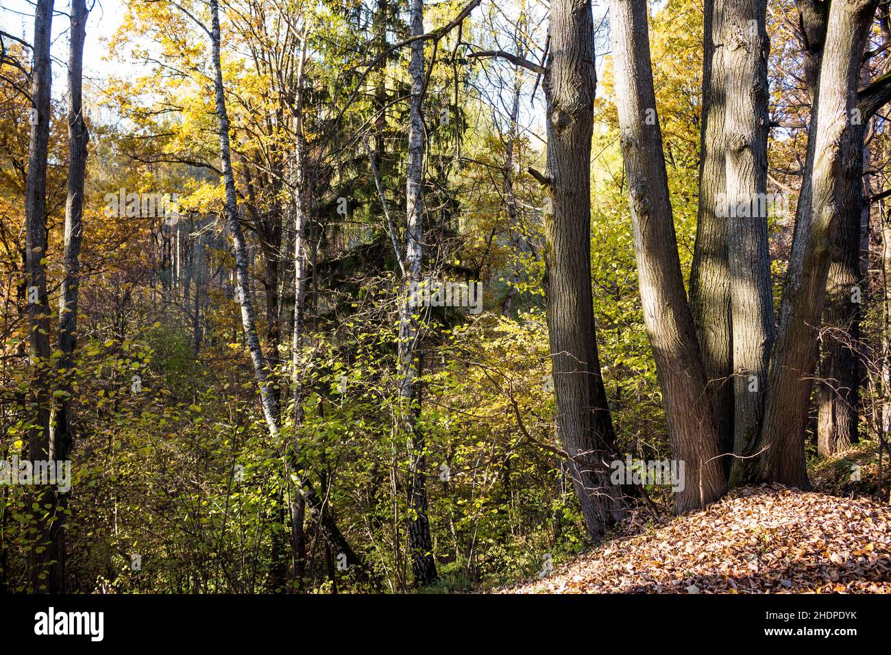 Nice view of the trees hi-res stock photography and images - Alamy