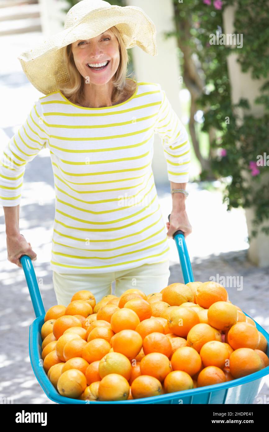 harvest, oranges, fruit harvest, pushing, fruit growing, wheelbarrow ...
