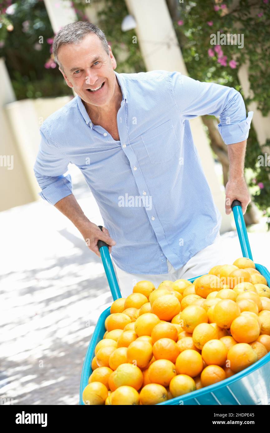 man, orange, harvest, guy, men, oranges, harvests Stock Photo - Alamy