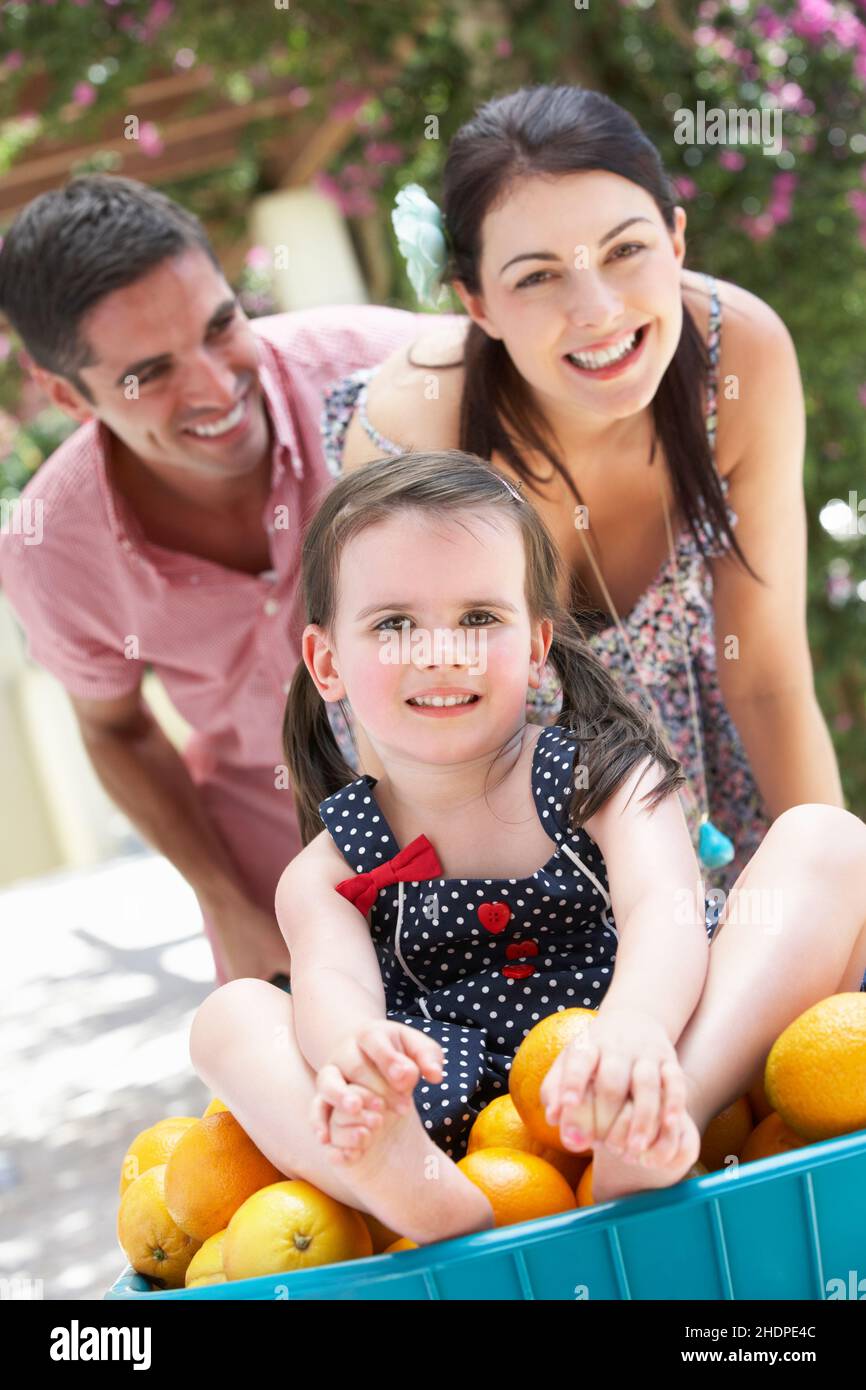 family, fruit harvest, orange harvest, families, fruit harvests Stock ...
