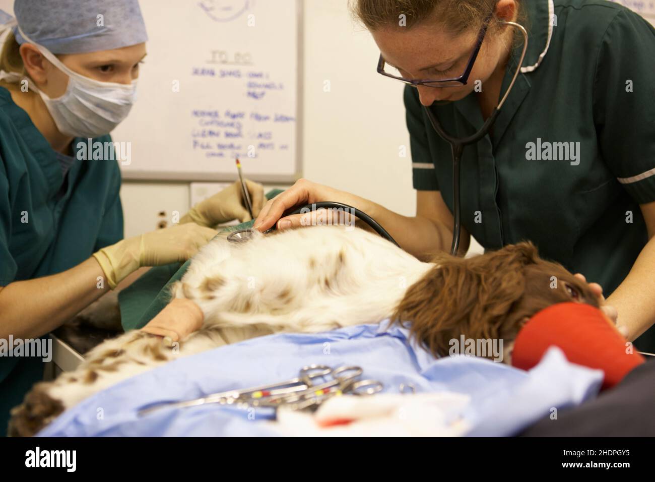 surgery, veterinarian, surgeries, veterinarians Stock Photo - Alamy