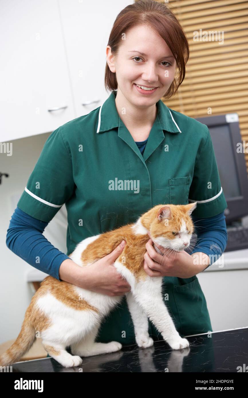 cat, veterinarian, zoo keeper, cats, veterinarians, zoo keepers Stock ...