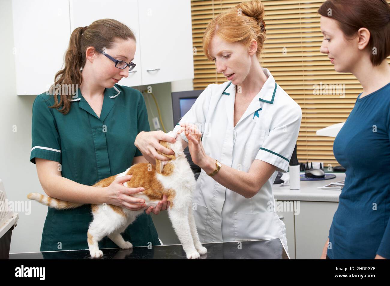 examination, veterinarian, procedure, veterinarians Stock Photo - Alamy