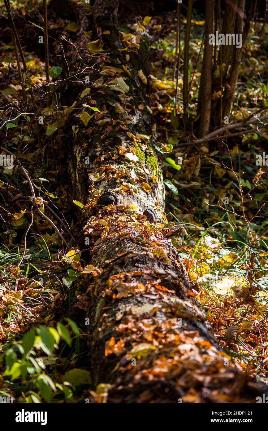 Fallen trunk of an old birch tree in golden autumn foliage in the ...