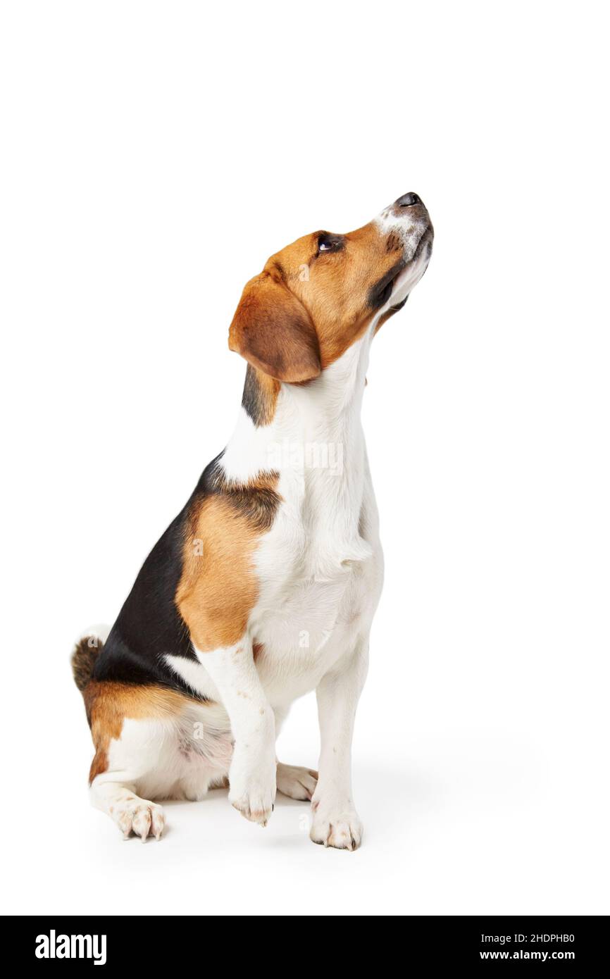 purebred dog, beagle, purebred dogs Stock Photo - Alamy