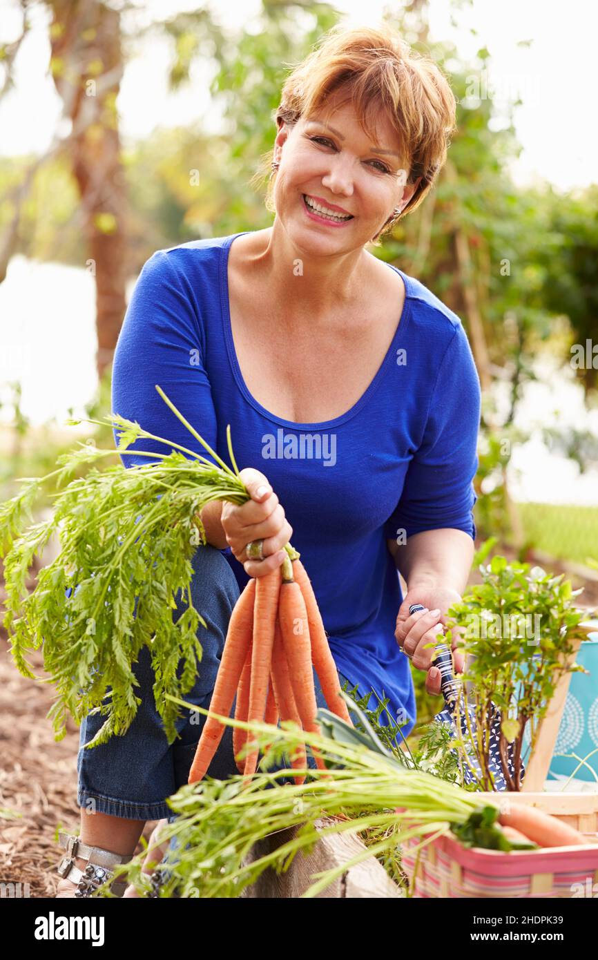 woman, gardening, carrot harvest, female, ladies, lady, women, plant ...