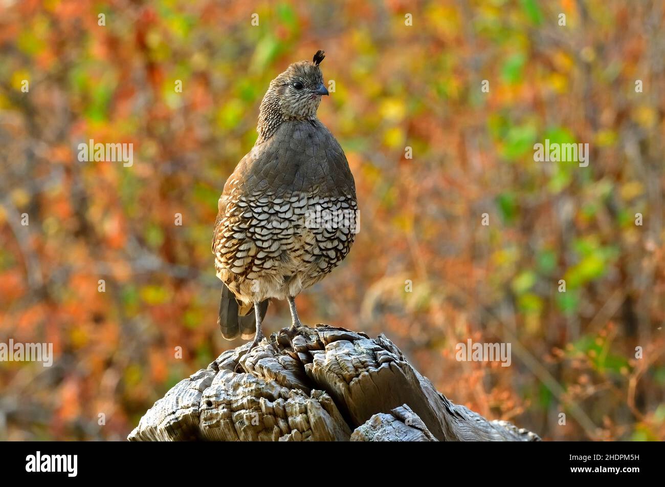A female California Quail "Callipepla californica", perched on a piece ...
