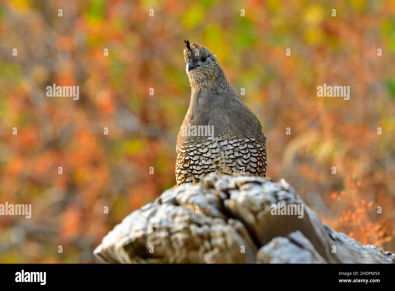 Quail bird hi-res stock photography and images - Alamy