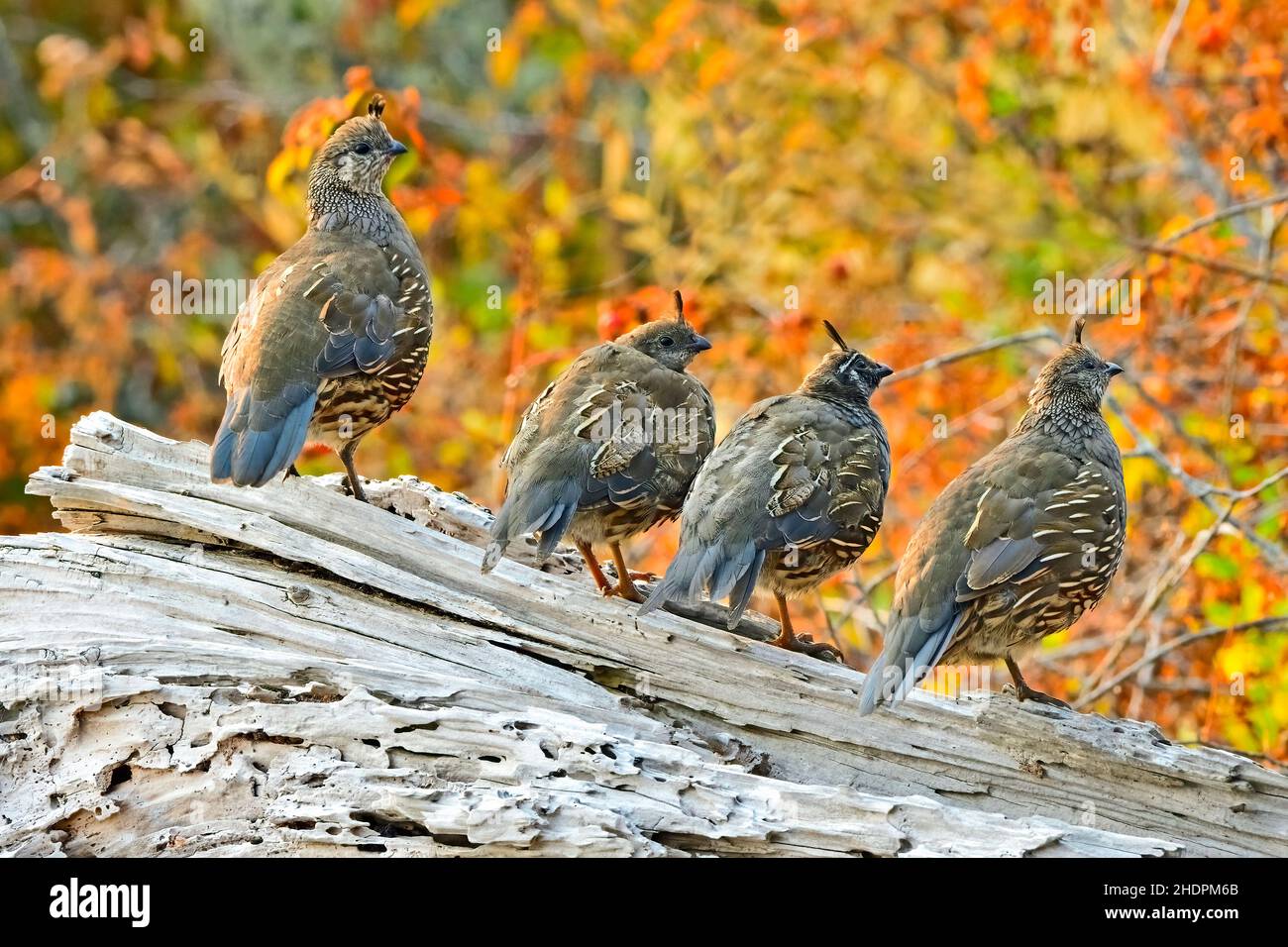 Quail chicks hi-res stock photography and images - Alamy