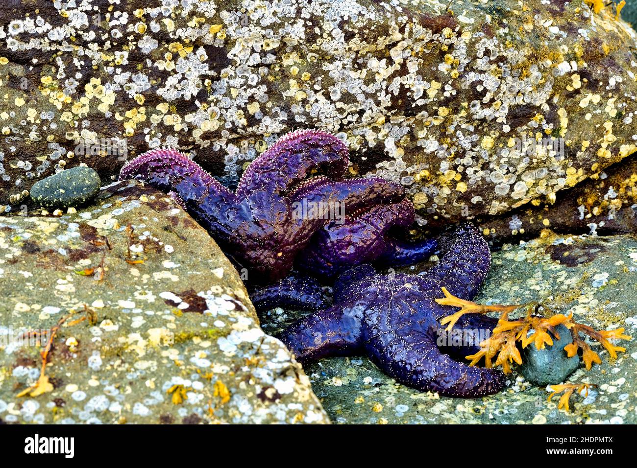 Starfish predators hi-res stock photography and images - Alamy