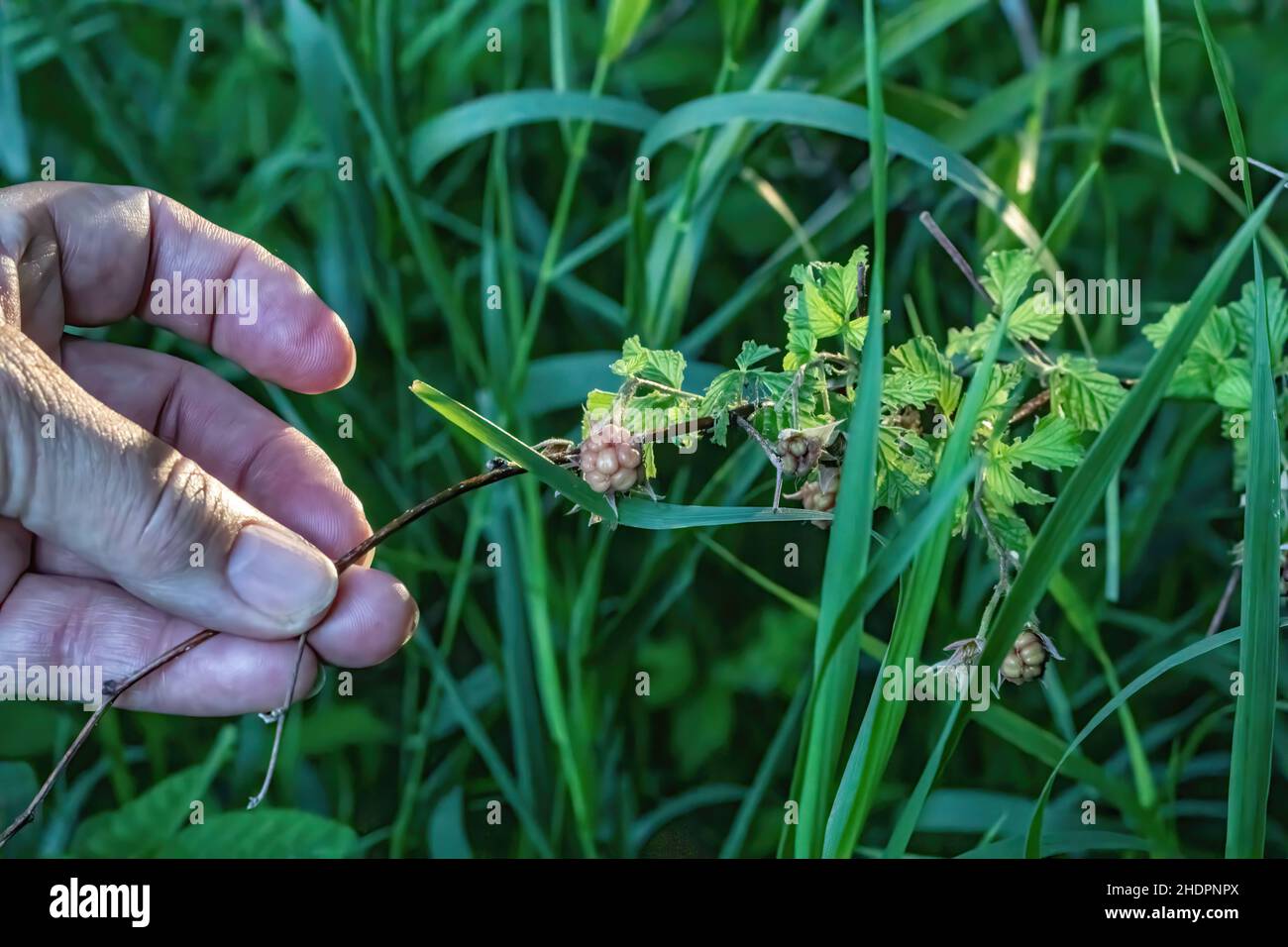 Vine of a black raspberry Stock Photo - Alamy