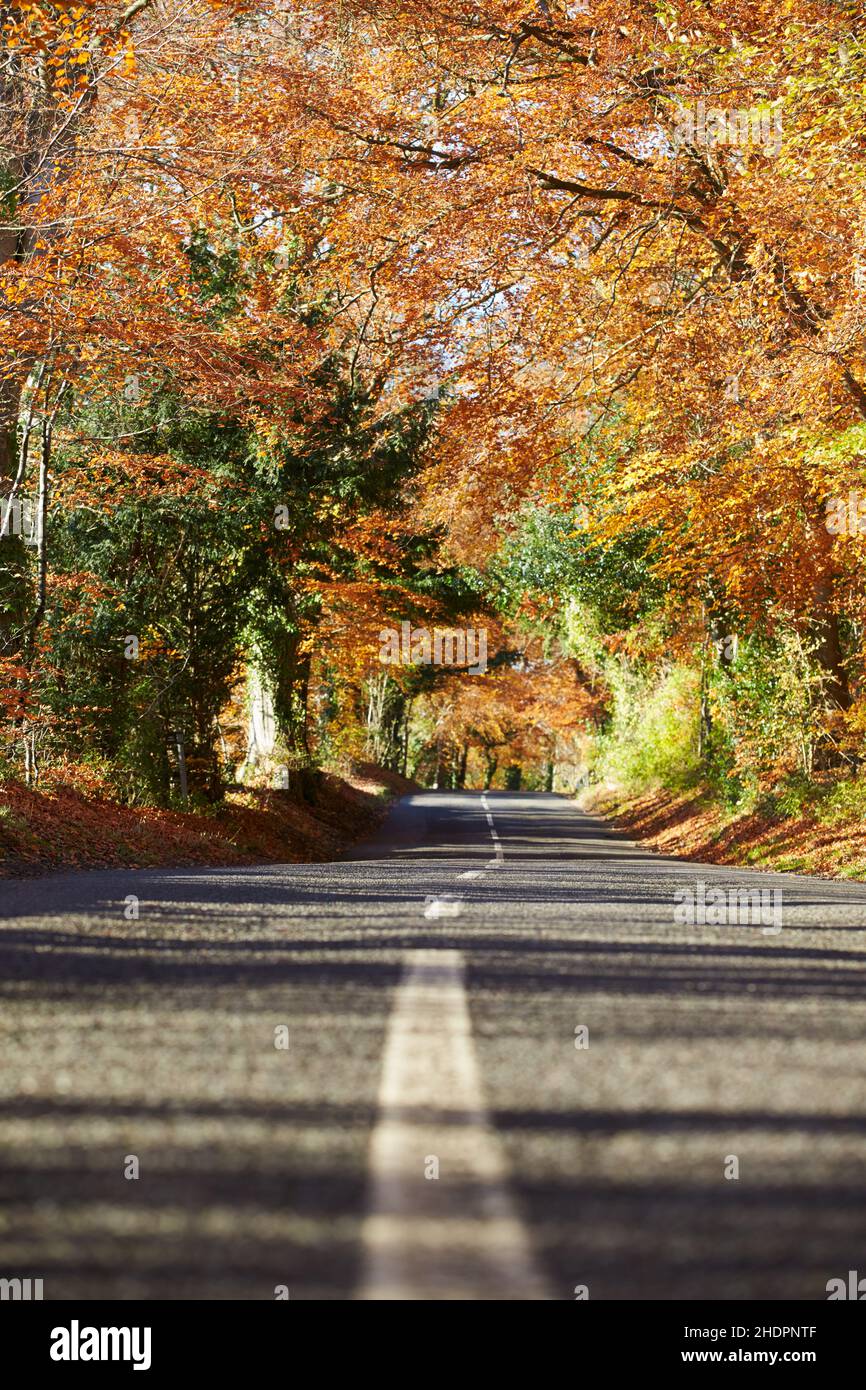 Tree line roads hi-res stock photography and images - Alamy
