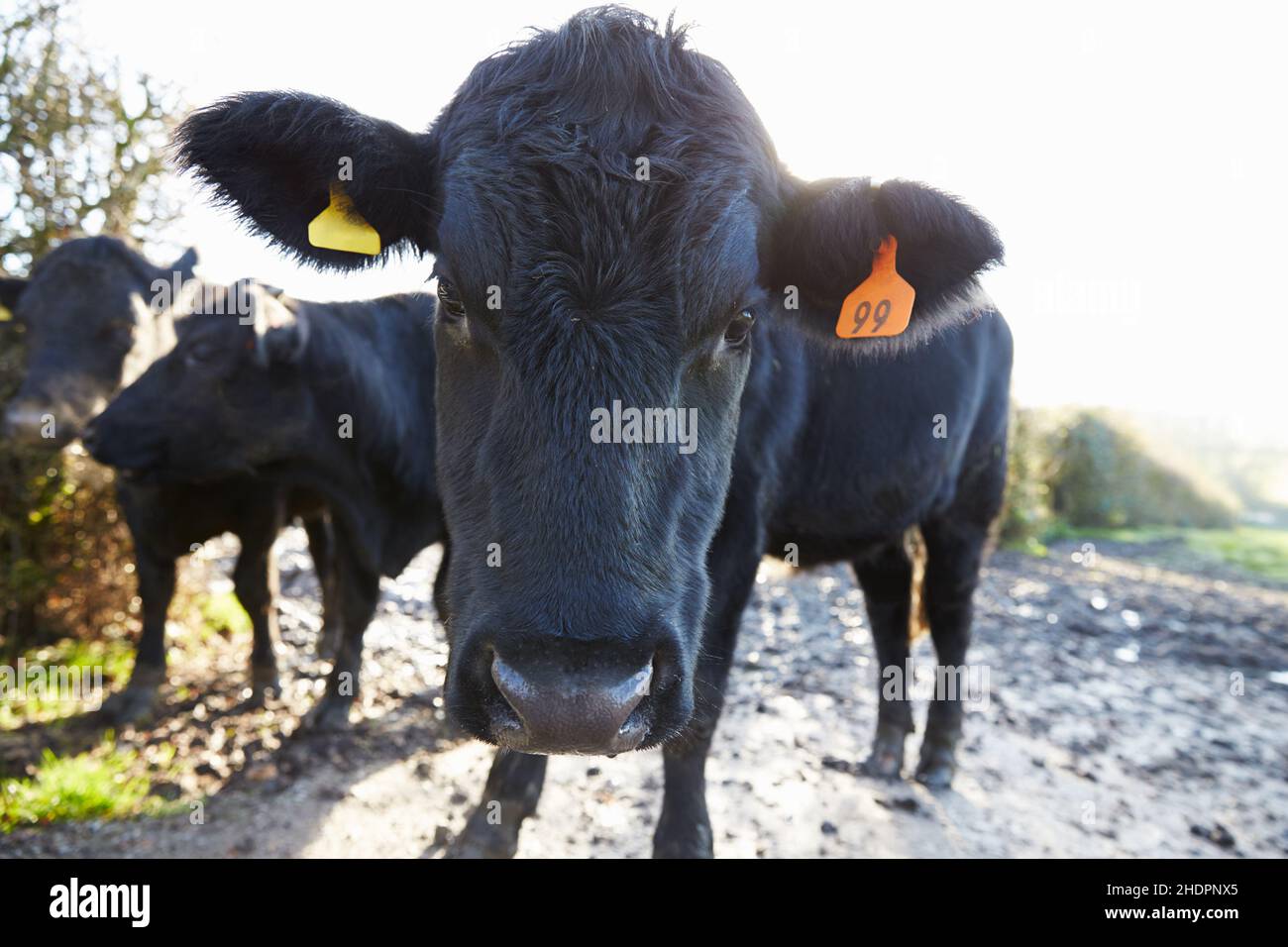 Cow full of colors hi-res stock photography and images - Alamy