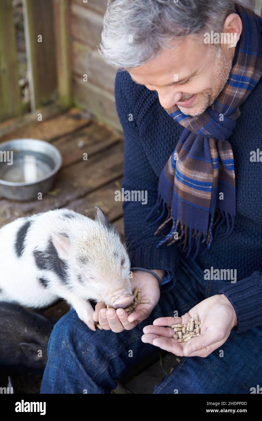 farm, farmer, piglet, pig, farms, homestead, farmers, piglets, pigs ...