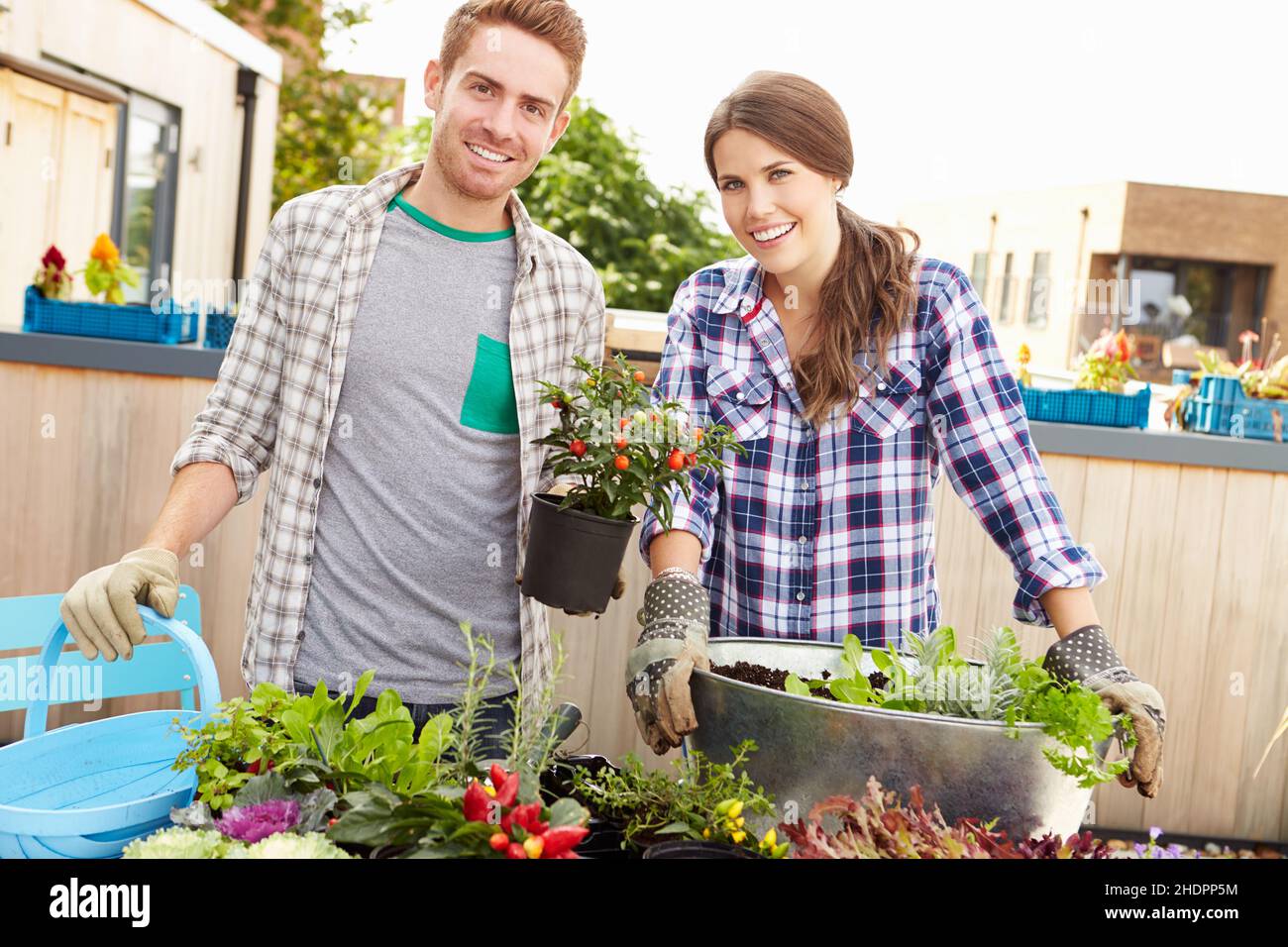 domestic life, planting, roof garden, at home, domestic lifes, living ...