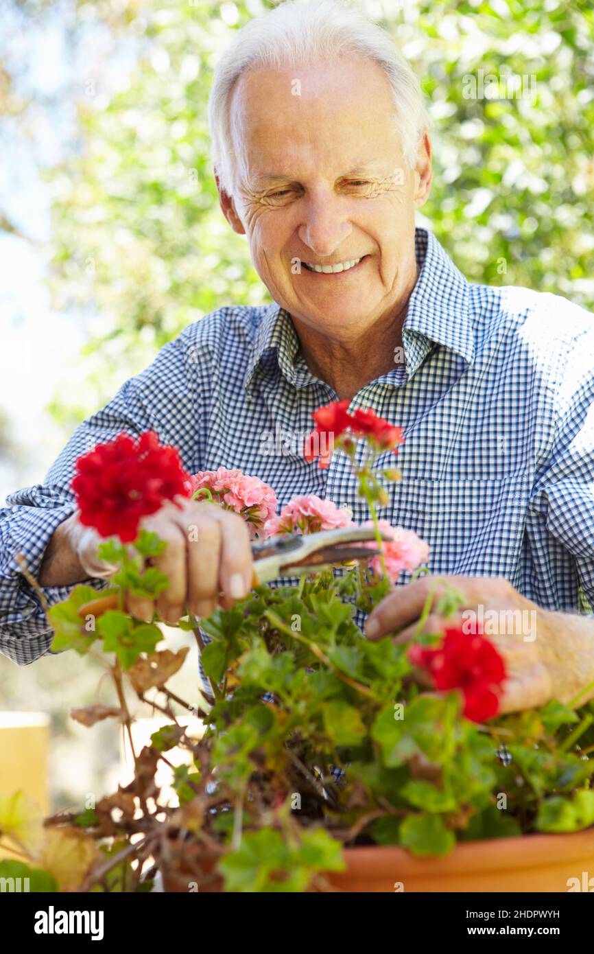 senior, gardening, elderly, old, seniors, plant care, tending of plants ...