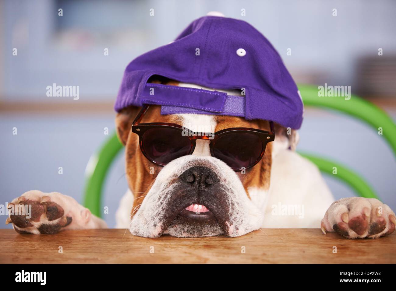 English Bulldog Goggles