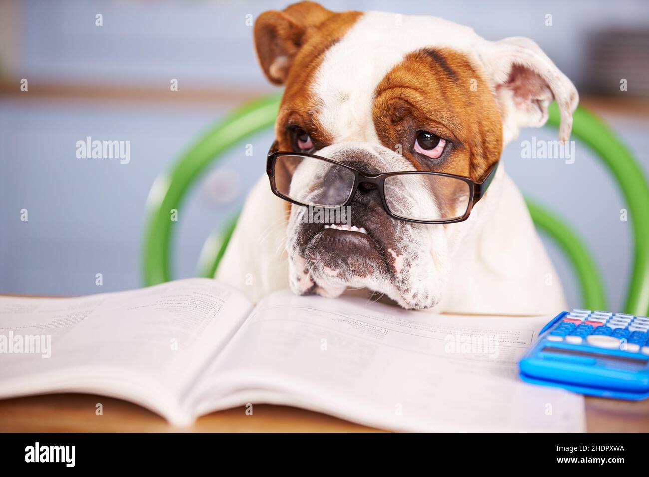 Dog calculator hi-res stock photography and images - Alamy
