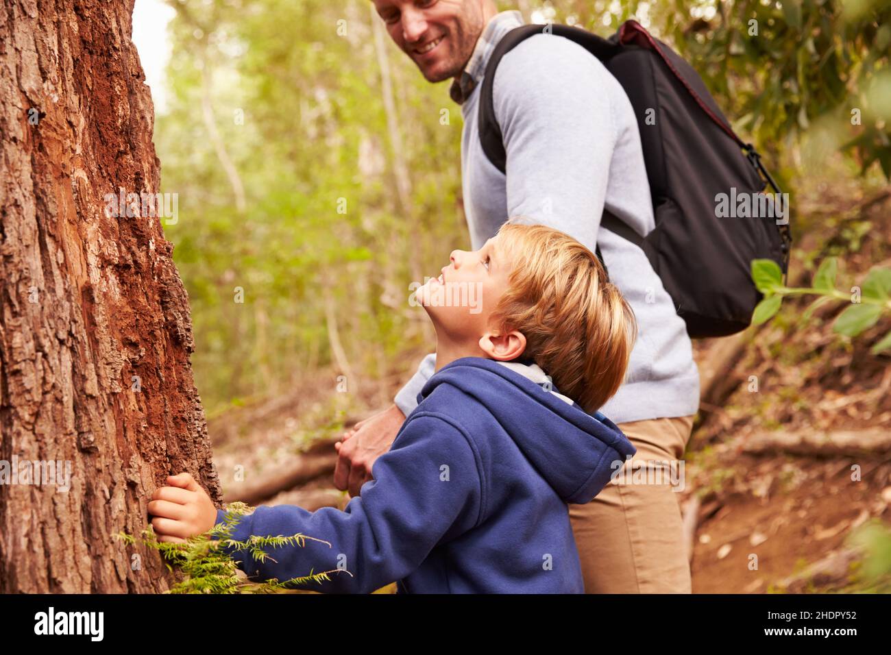 boy, tree, nature relation, walk, boys, trees, nature relations, walks ...