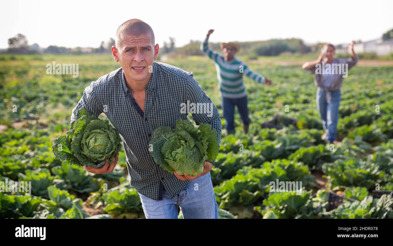 Man stealing savoy cabbage on farm field Stock Photo - Alamy