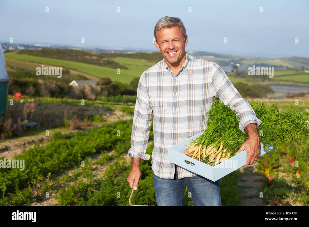 carrots, harvest, farming, farmer, carrot, harvests, farmers Stock ...