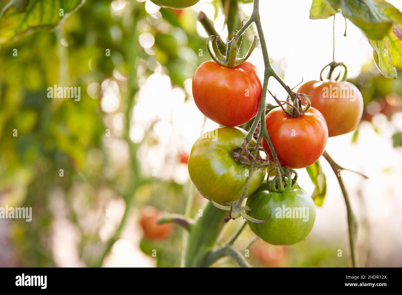 tomatoes, unripe, tomato plant, tomato, unripes, tomato plants Stock ...
