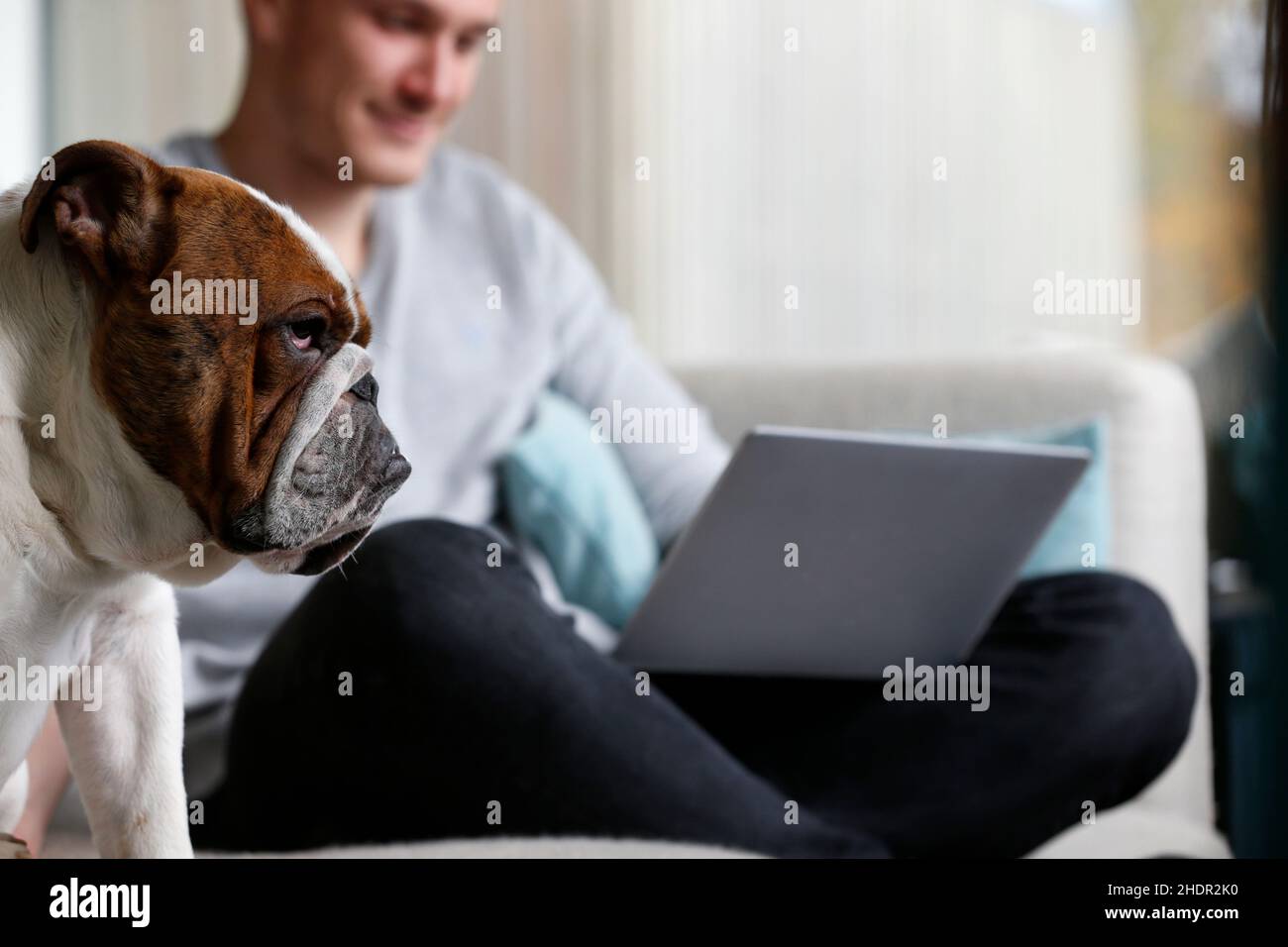 home, pets, bulldog, homes, pet, bulldogs Stock Photo - Alamy