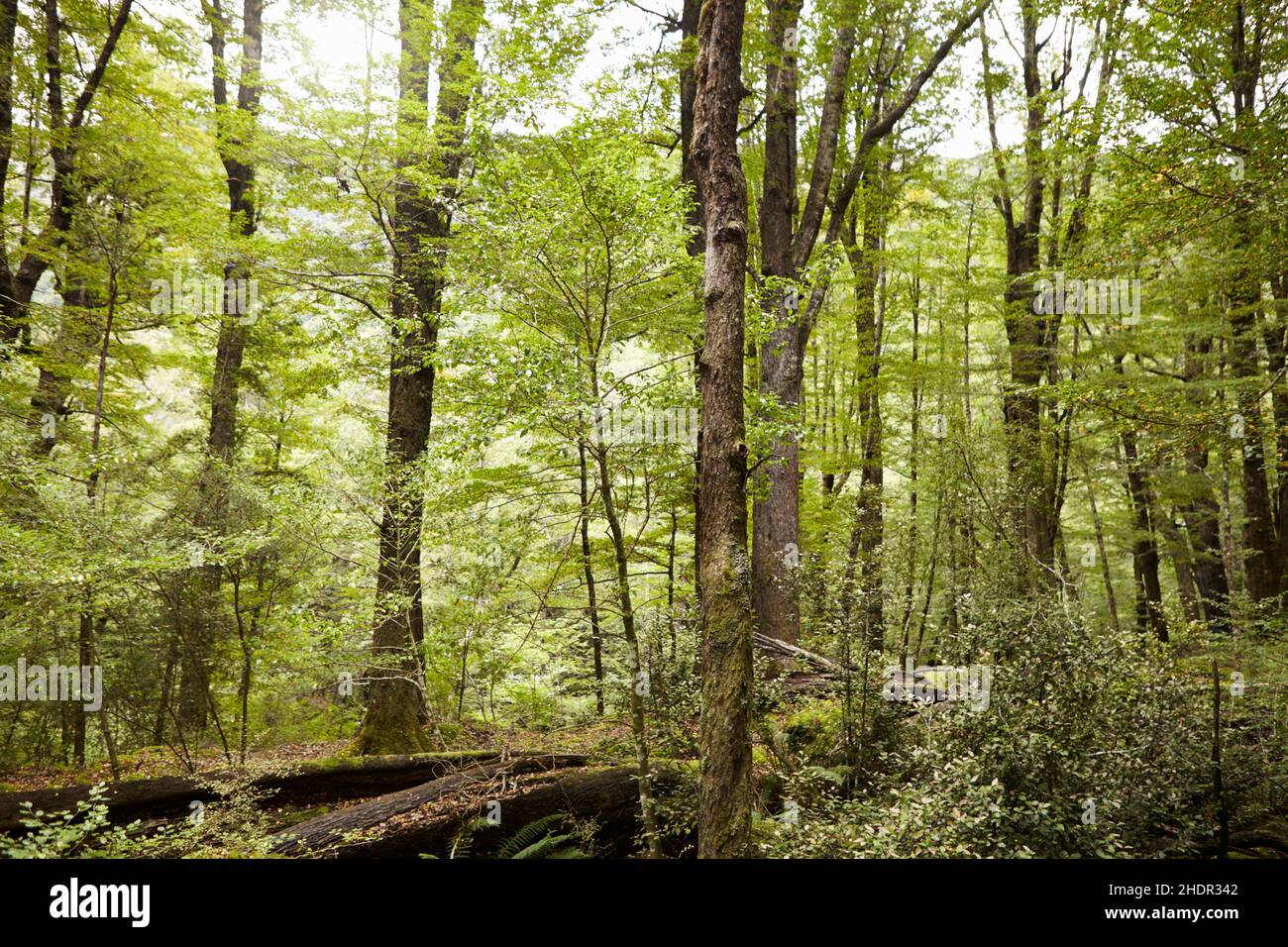 forest, deciduous forest, forests, wood, woodland, woods, deciduous ...