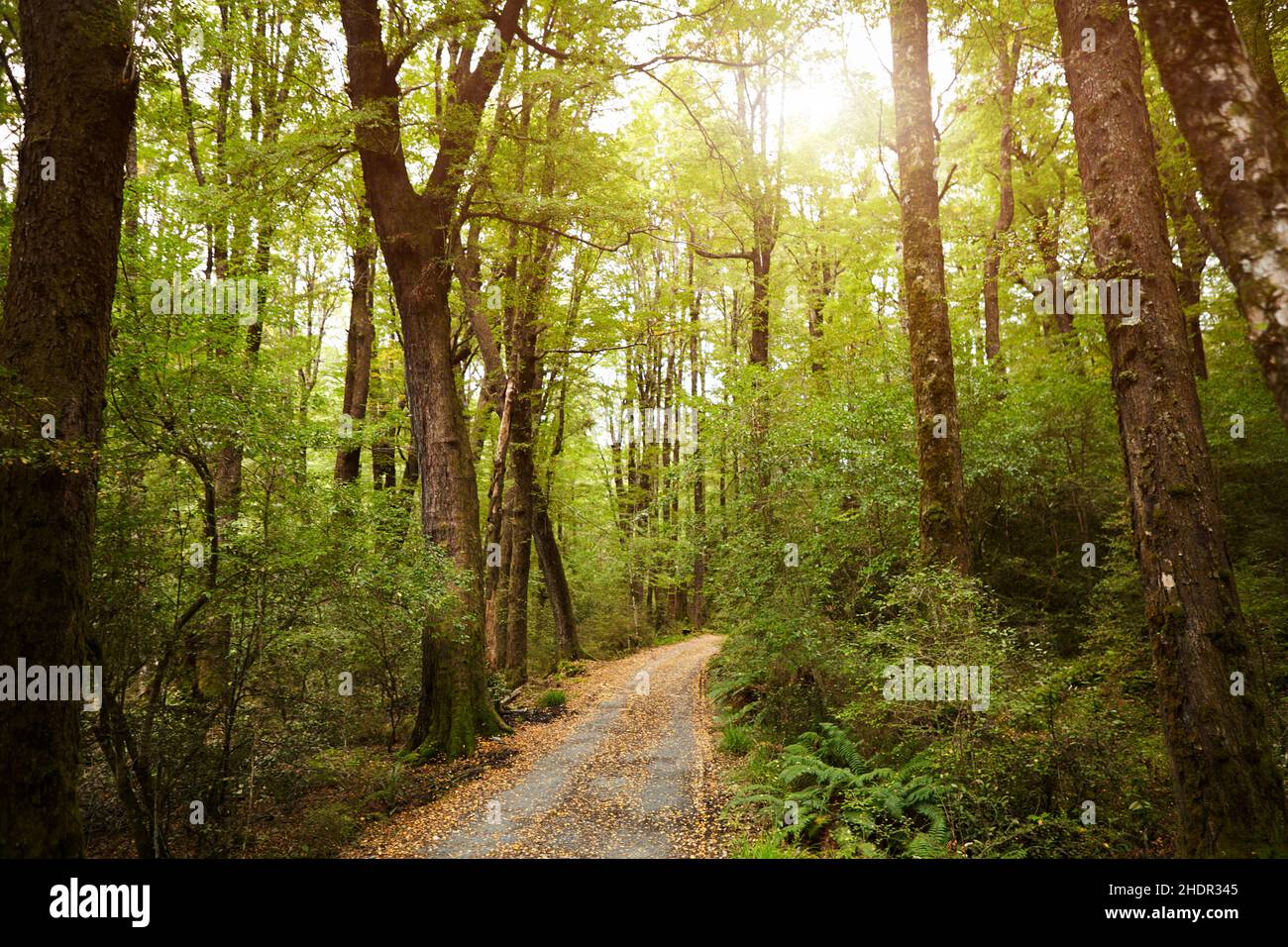 path, deciduous forest, paths, deciduous forests Stock Photo - Alamy