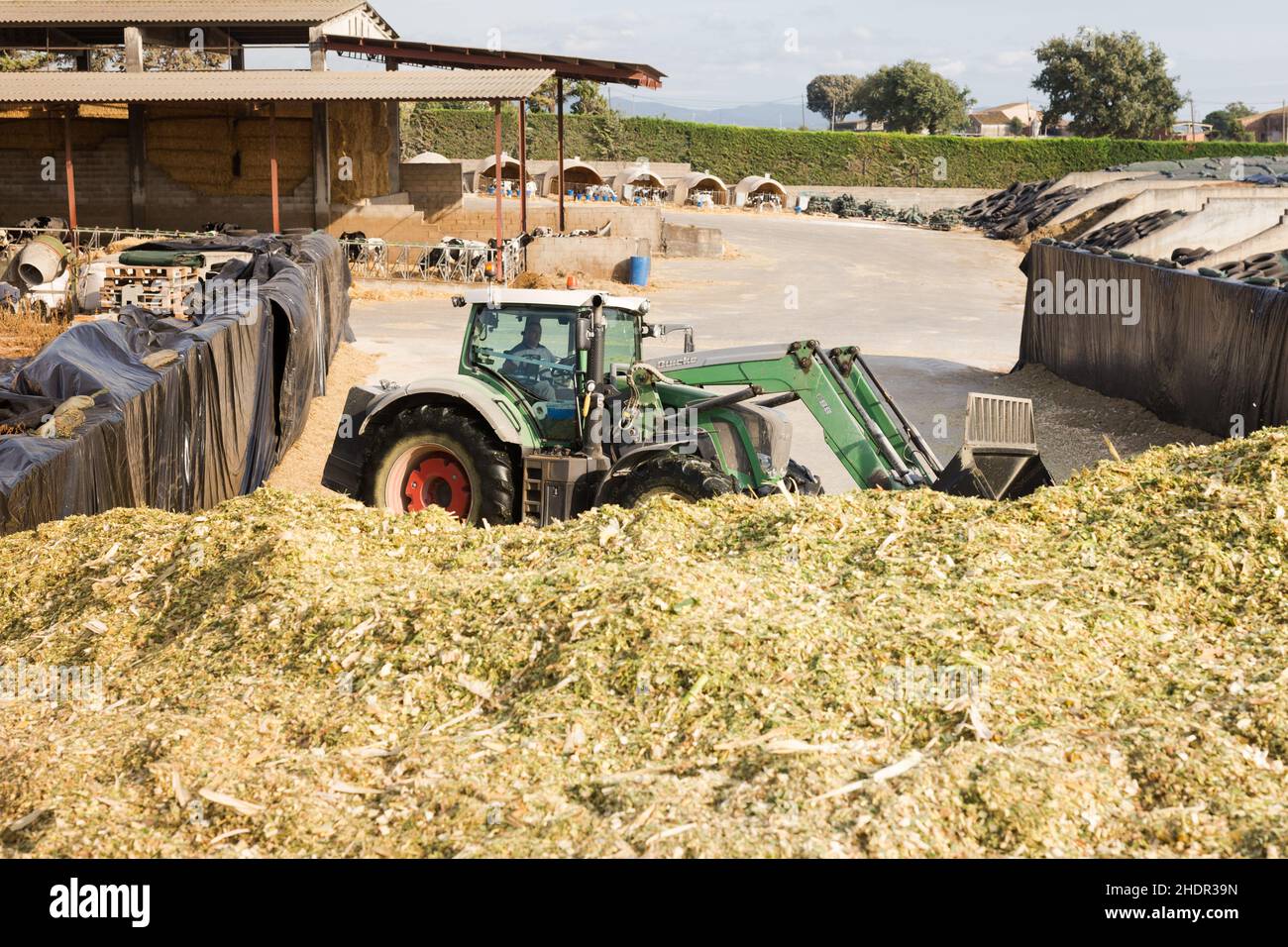 Tractor digger arranging crushed corn mass for feeding cows Stock Photo ...