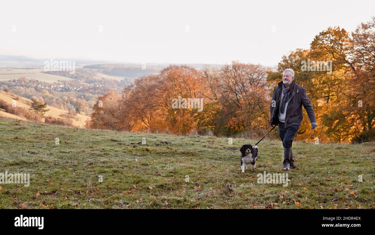 man, senior, rural scene, walk the dog, guy, men, elderly, old, seniors ...