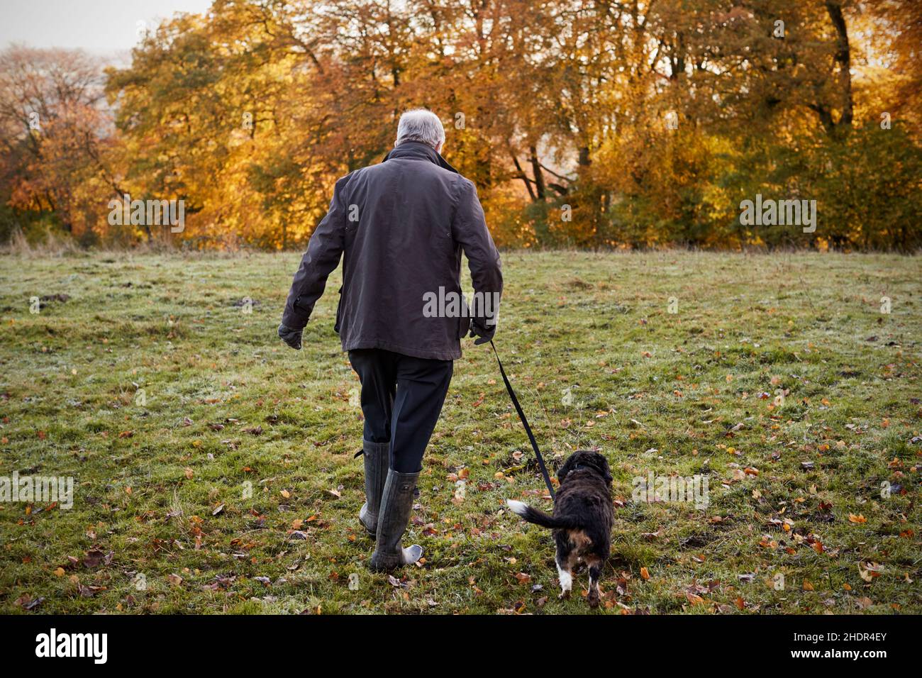 Elderly dog walk spaniel hi-res stock photography and images - Alamy