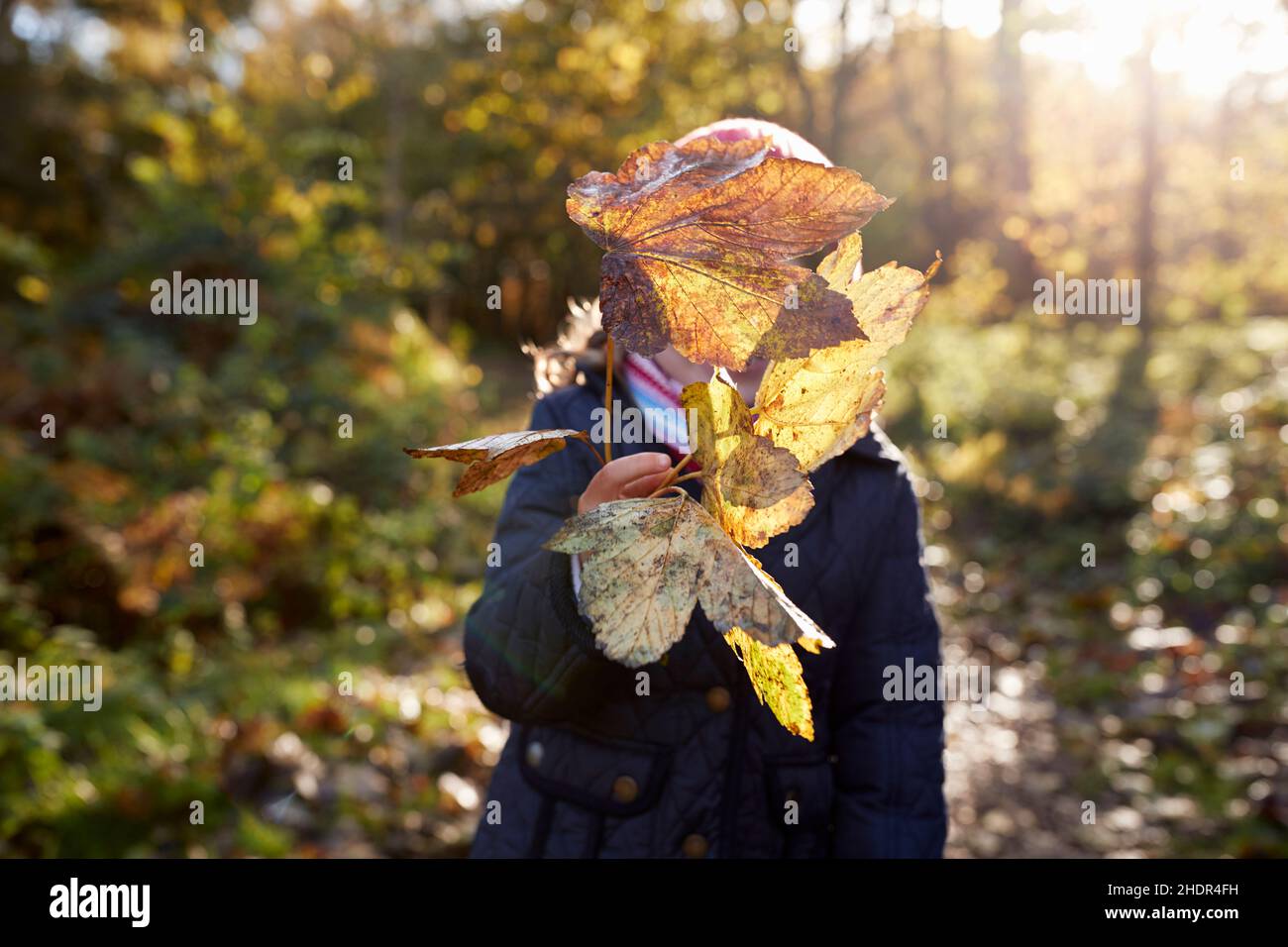 autumn, leaves, hiding, childhood, fall, leaf, hide, childhoods ...