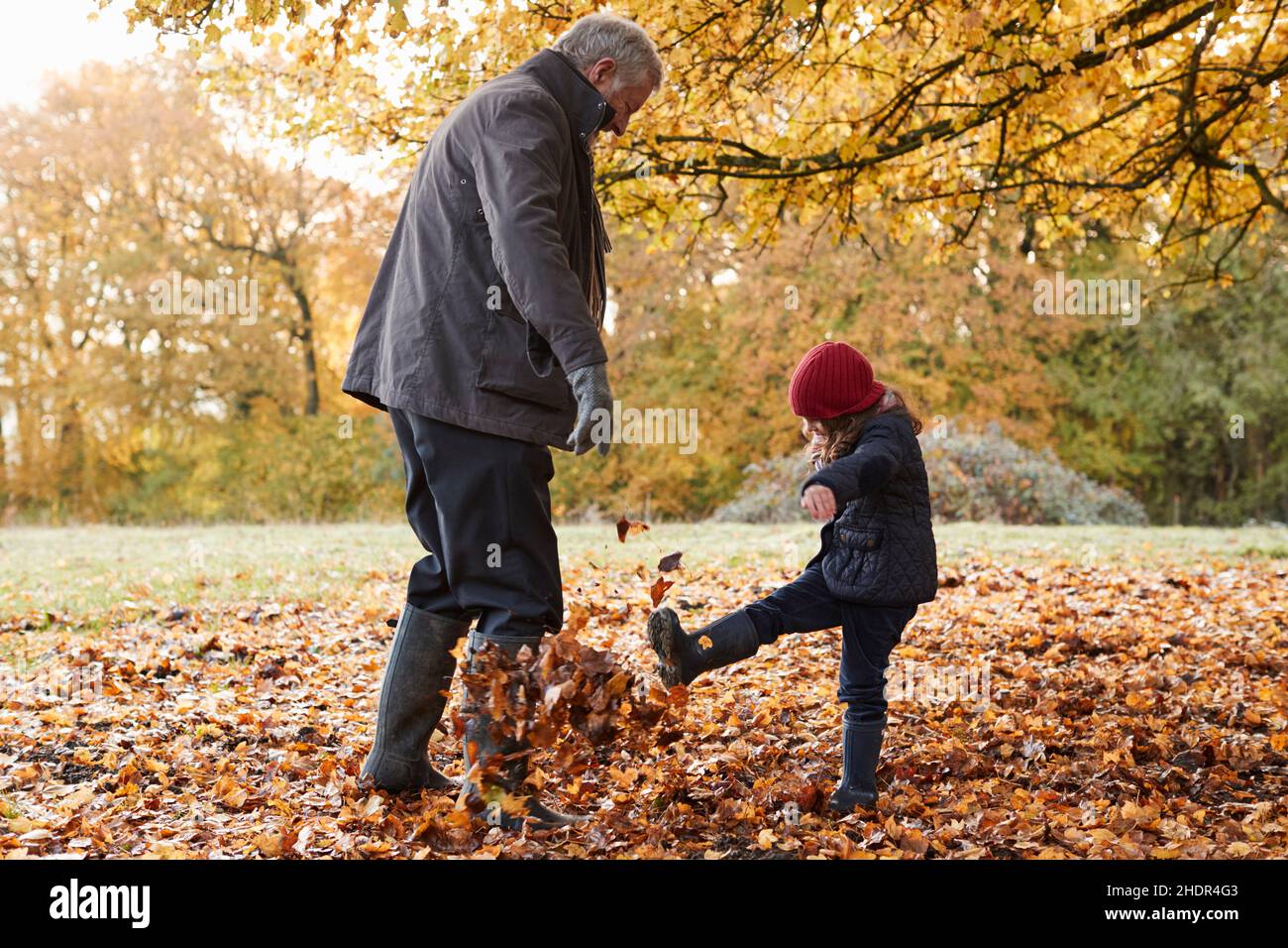 grandfather, walk, leaves, autumn leaves, granddaughter, grandfathers ...