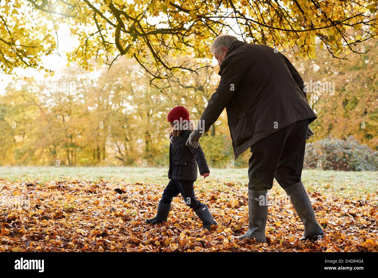 grandfather, autumn, walk, granddaughter, grandfathers, fall, walks ...