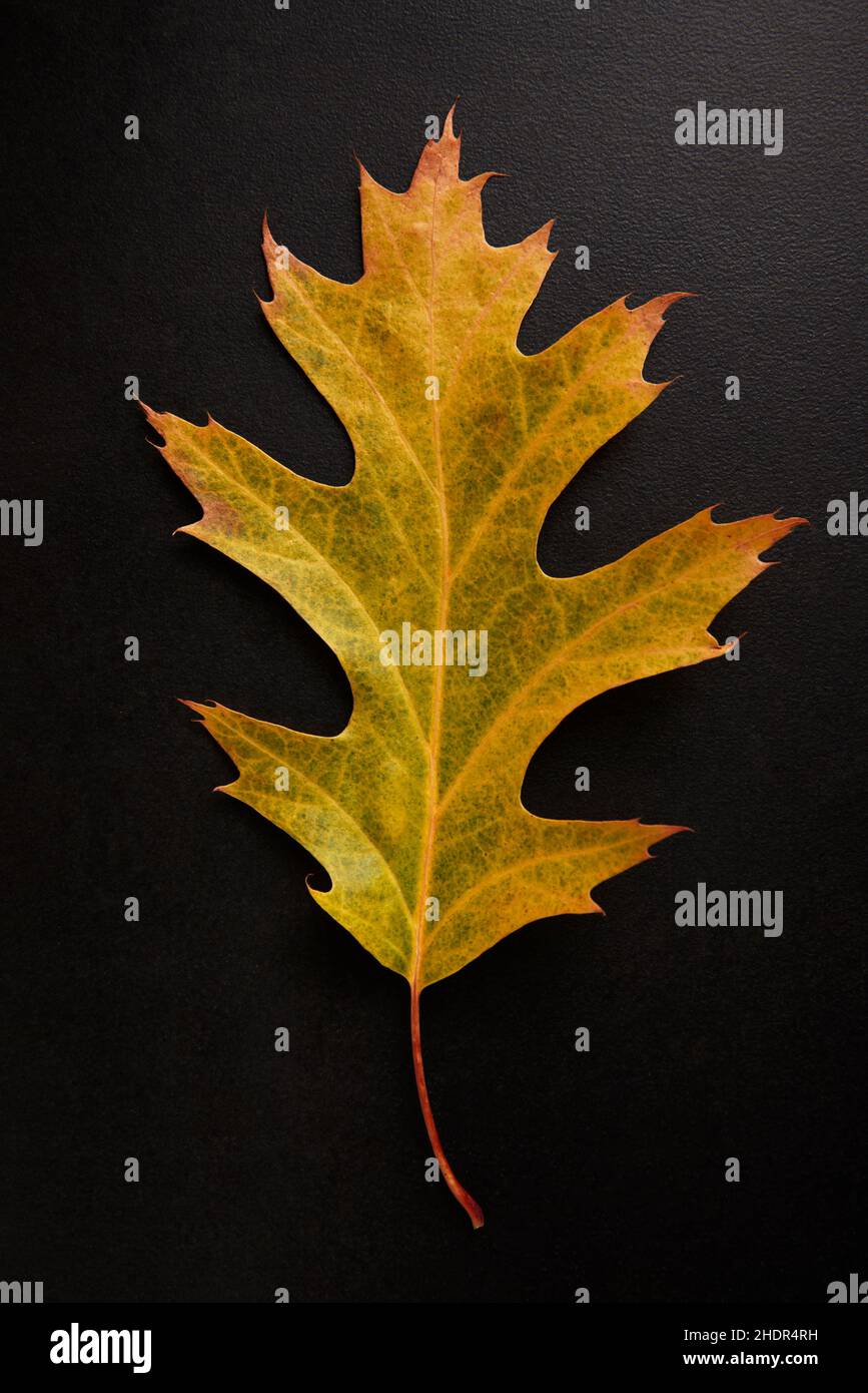 Black oak leaf hi-res stock photography and images - Alamy