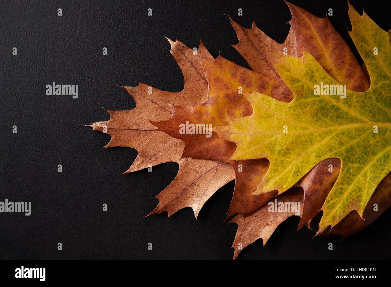 Black oak leaf hi-res stock photography and images - Alamy