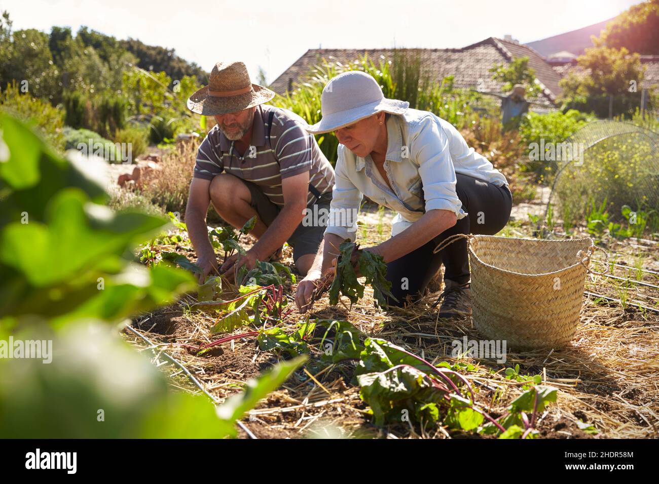 couple, harvesting, vegetable garden, pairs, havester, vegetable ...