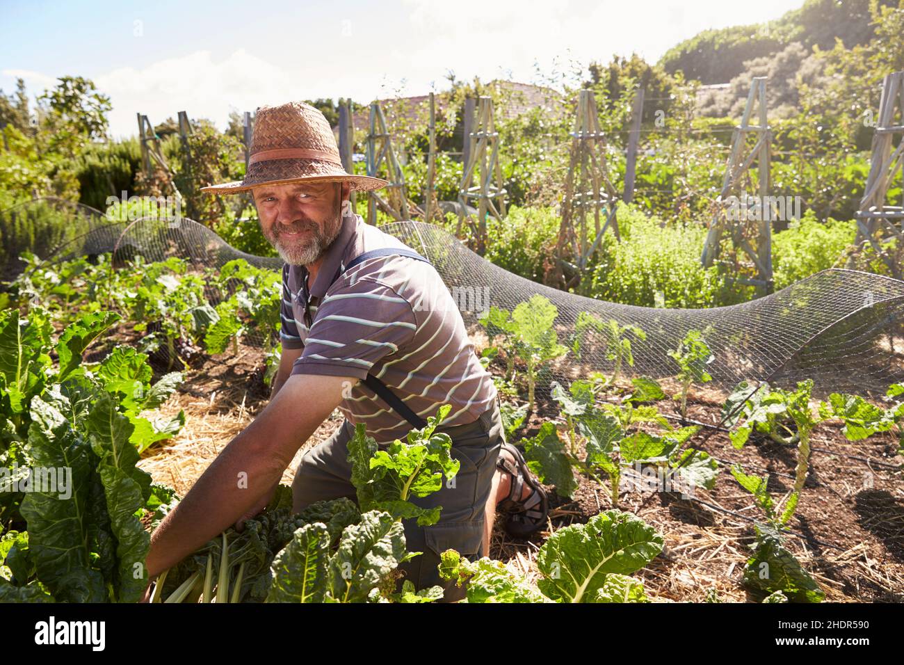 farmer, gardener, vegetable garden, farmers, gardeners, vegetable ...