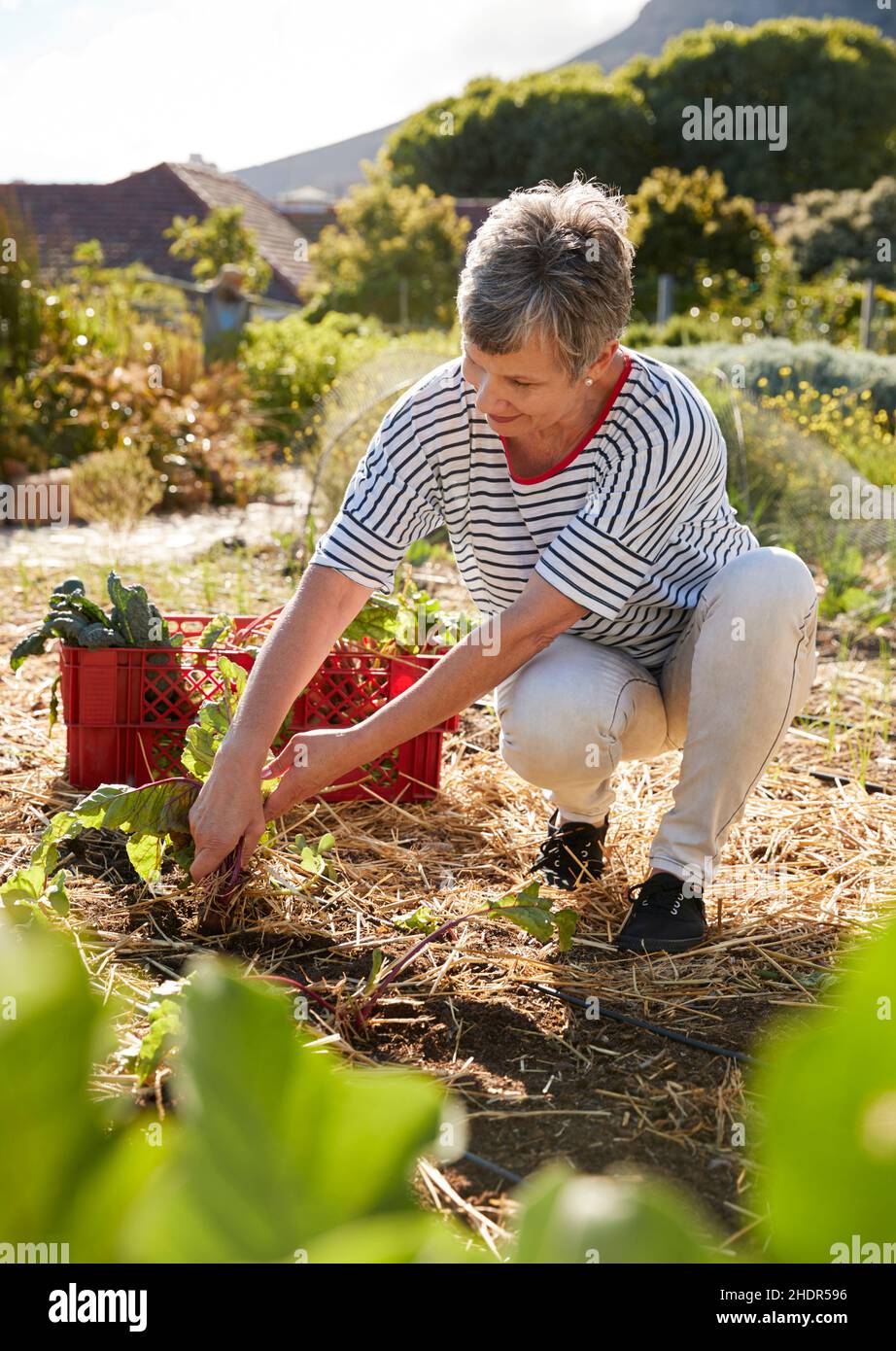 woman, harvesting, vegetable garden, female, ladies, lady, women ...