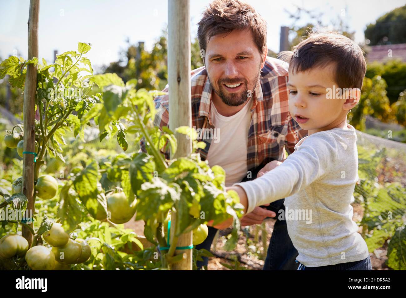 father, son, gardening, nature observation, dad, fathers, sons, plant ...