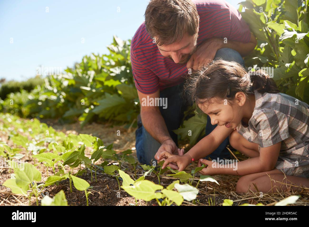 father, daughter, gardening, nature observation, dad, fathers ...