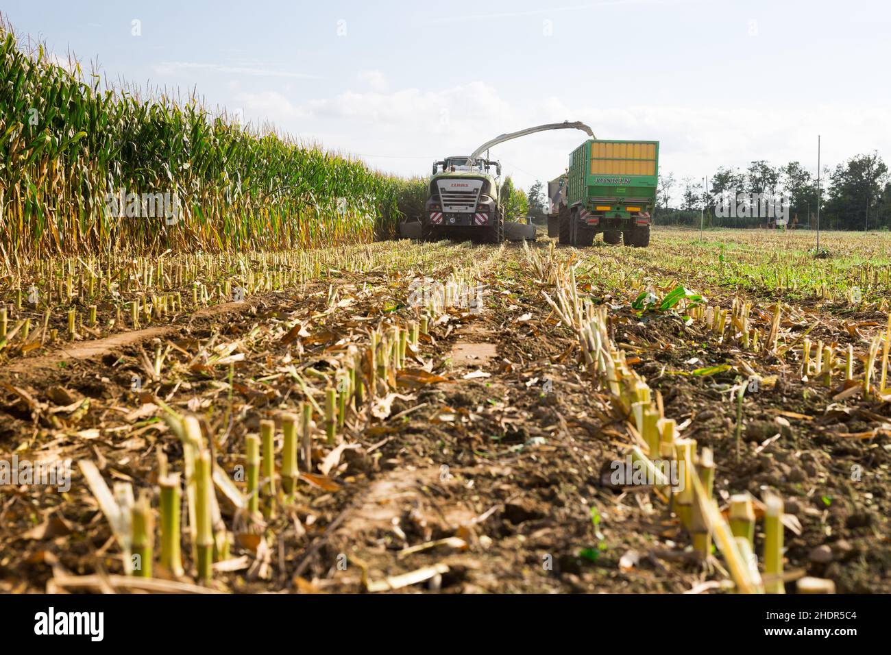 Mowing of fodder corn using modern agricultural equipment on farm Stock ...