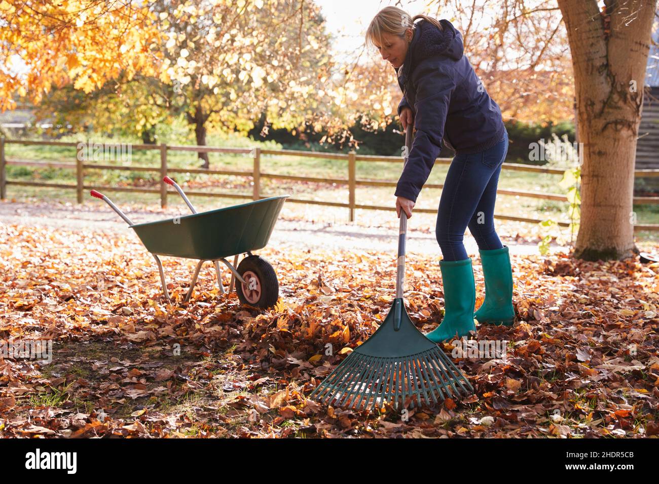 30 leaves hi-res stock photography and images - Alamy