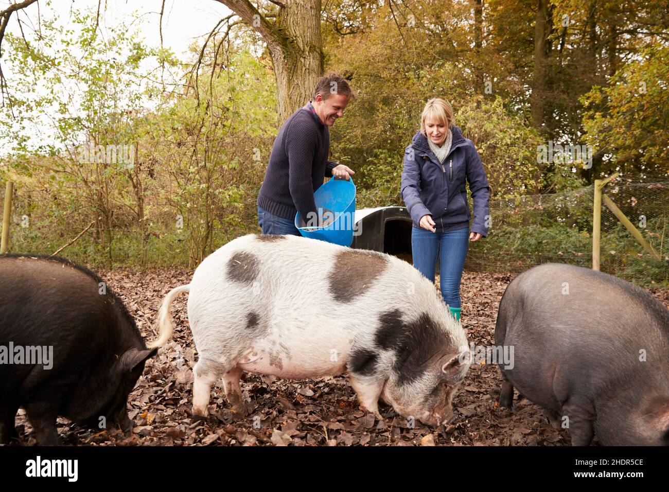 feeding, pigs, pig, feed, feedings Stock Photo - Alamy
